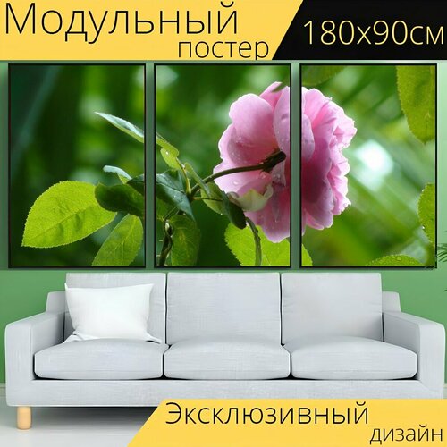 Модульный постер "Розовый, роза, цветок" 180 x 90 см. для интерьера