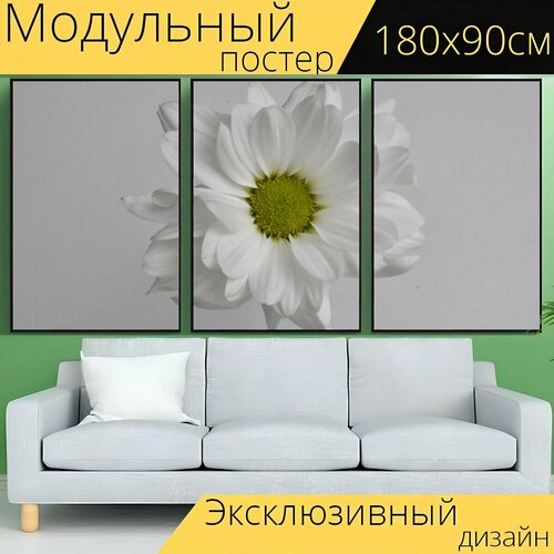 Модульный постер "Цветок, белый, хризантема" 180 x 90 см. для интерьера