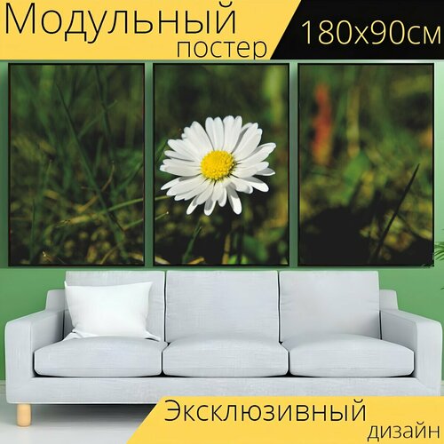 Модульный постер "Маргаритка, весна, цветок" 180 x 90 см. для интерьера