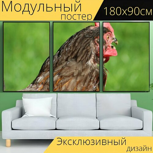 Модульный постер "Курица, перья, птица" 180 x 90 см. для интерьера