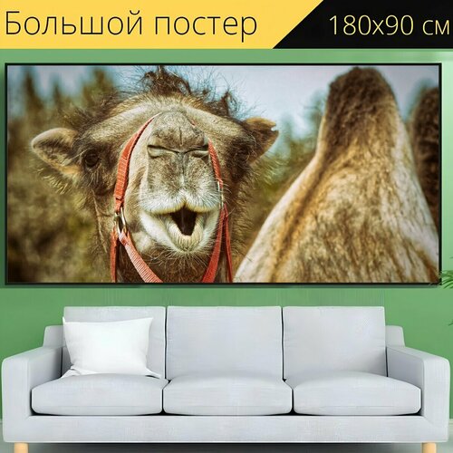 Большой постер "Верблюд, фотоохота, портрет животных" 180 x 90 см. для интерьера