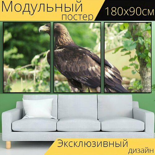 Модульный постер "Золотой орел, орел, хищник" 180 x 90 см. для интерьера
