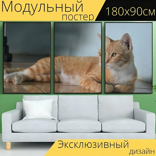 Модульный постер "Кошка, домашние питомцы, животное" 180 x 90 см. для интерьера