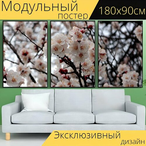 Модульный постер "Весна, цветы, цветы абрикоса" 180 x 90 см. для интерьера