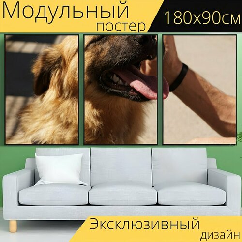 Модульный постер "Собака, домашнее животное, рука" 180 x 90 см. для интерьера