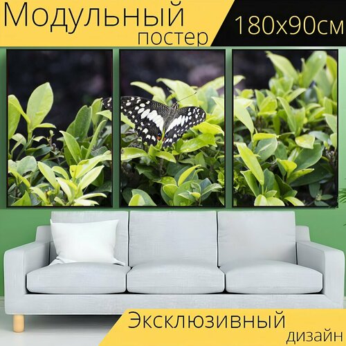 Модульный постер "Бабочка, чешуекрылые, листва" 180 x 90 см. для интерьера