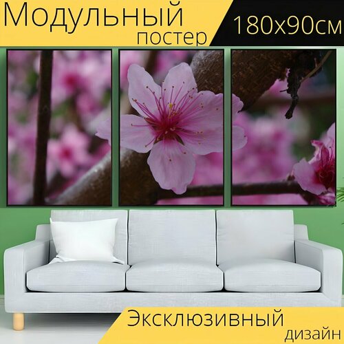 Модульный постер "Вишневое дерево, цветение вишни, розовый" 180 x 90 см. для интерьера
