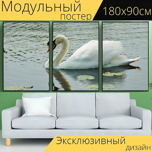 Модульный постер "Лебедь, воды, белый" 180 x 90 см. для интерьера