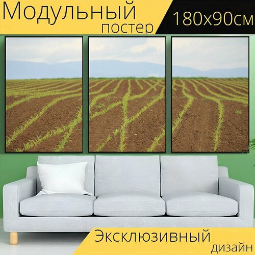 Модульный постер "Кукуруза, кукурузы семена, кукурузное поле" 180 x 90 см. для интерьера