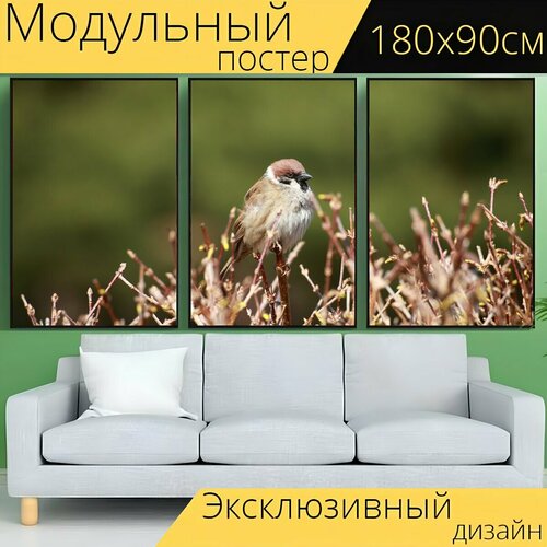 Модульный постер "Воробей, житель птица, птицы" 180 x 90 см. для интерьера
