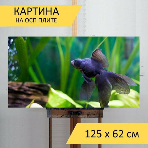 Картина на ОСП 125х62 см. "Золотая рыбка, рыба, аквариум" горизонтальная, для интерьера, с креплениями