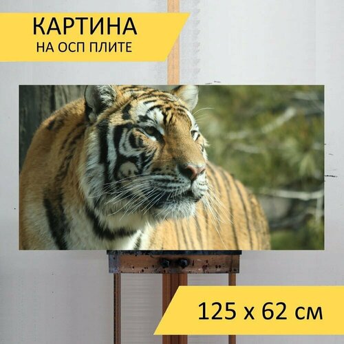 Картина на ОСП 125х62 см. "Тигр, зоопарк, животное" горизонтальная, для интерьера, с креплениями