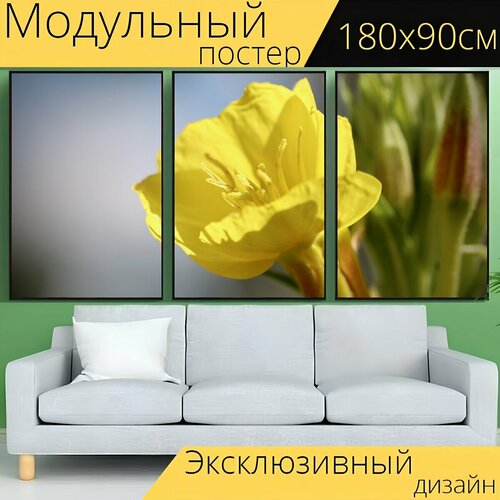 Модульный постер "Примула вечерняя, лепестки, желтый цветок" 180 x 90 см. для интерьера