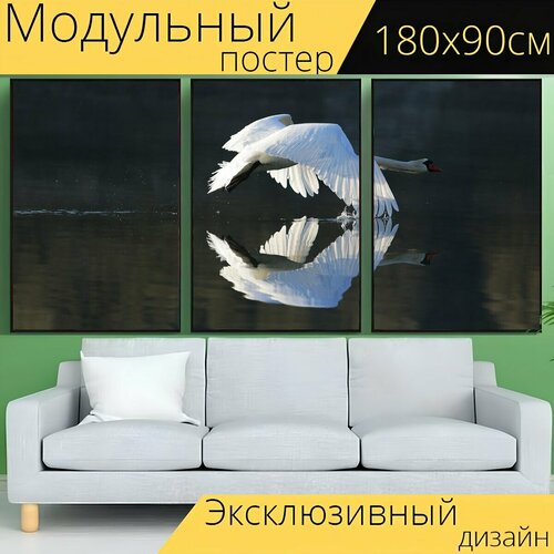 Модульный постер "Лебедь, полет, водоплавающая птица" 180 x 90 см. для интерьера