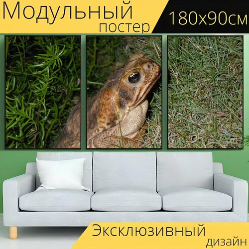 Модульный постер "Жаба, лягушка, дорожная жаба" 180 x 90 см. для интерьера