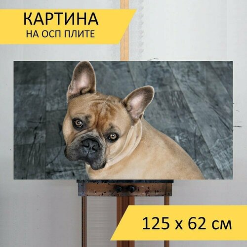 Картина на ОСП 125х62 см. "Французский бульдог, собака, милый" горизонтальная, для интерьера, с креплениями