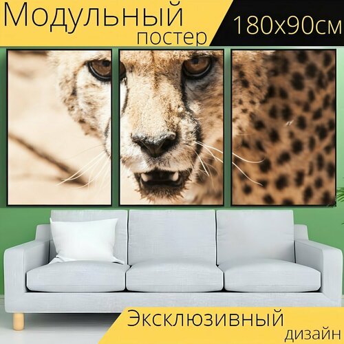 Модульный постер "Гепард, кот, большой кот" 180 x 90 см. для интерьера