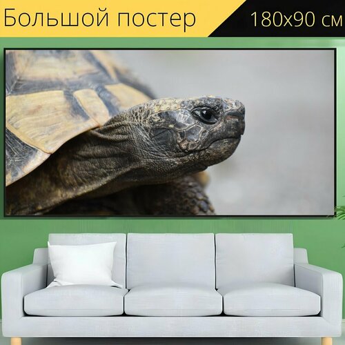 Большой постер "Черепаха, греческая черепаха, рептилия" 180 x 90 см. для интерьера