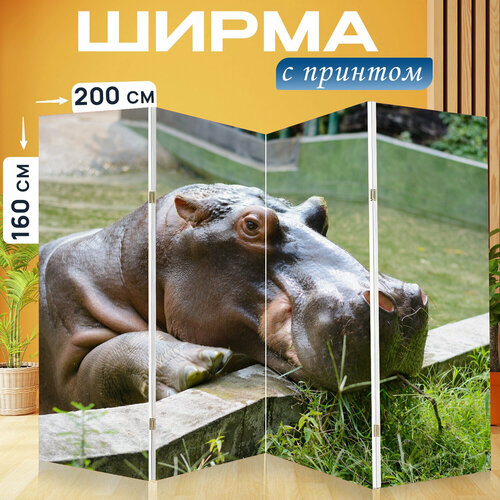Ширма перегородка с принтом "Бегемот, животное, зоопарк" на холсте - 200x160 см. для зонирования, раскладная