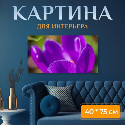 Картина на холсте "Крокус, фиолетовый, цвести" на подрамнике 75х40 см. для интерьера