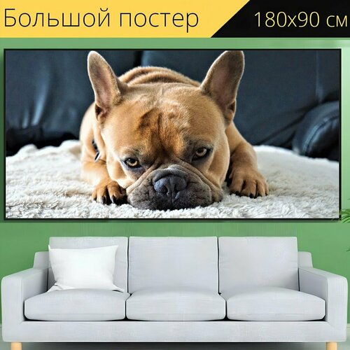 Большой постер "Французский бульдог, собака, на диване" 180 x 90 см. для интерьера