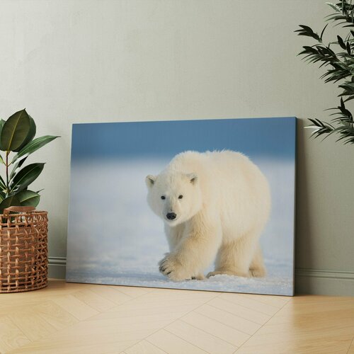 Картина на холсте (белый медведь арктика вес и полярный семейство род вид) 40x60 см/для интерьера/в комнату/на стену/в подарок