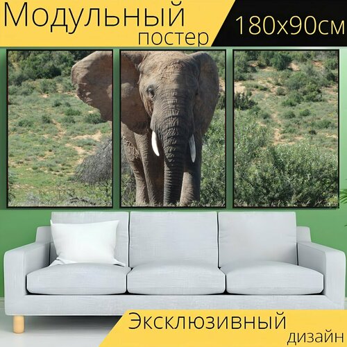 Модульный постер "Слон, мощный, южная африка" 180 x 90 см. для интерьера