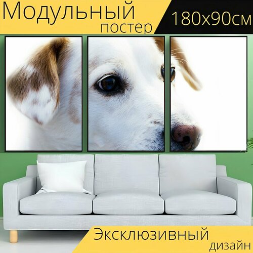 Модульный постер "Собака, животное, верность" 180 x 90 см. для интерьера