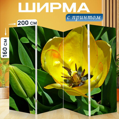 Ширма перегородка с принтом "Тюльпан, цветок, желтый" на холсте - 200x160 см. для зонирования, раскладная
