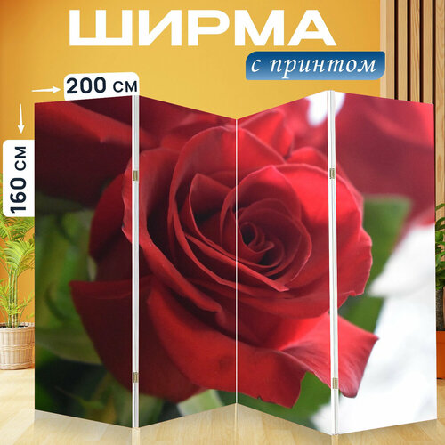 Ширма перегородка с принтом "Роза, цветок, день святого валентина" на холсте - 200x160 см. для зонирования, раскладная