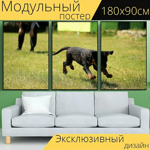 Модульный постер "Щенок, ротвейлер, собака" 180 x 90 см. для интерьера