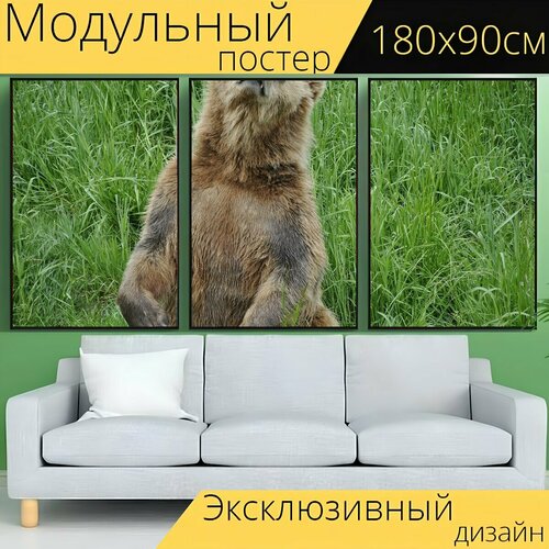 Модульный постер "Бурый медведь, нести, трава" 180 x 90 см. для интерьера