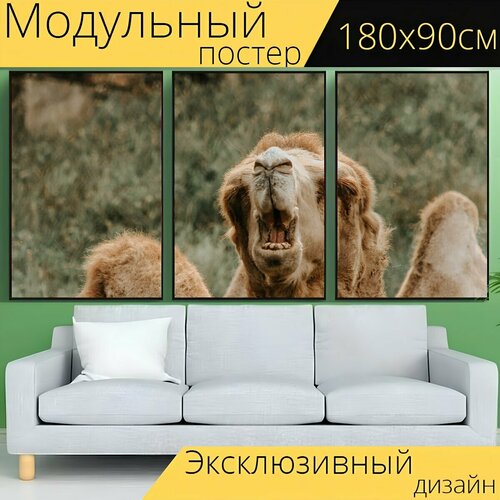 Модульный постер "Верблюд, животное, голова" 180 x 90 см. для интерьера