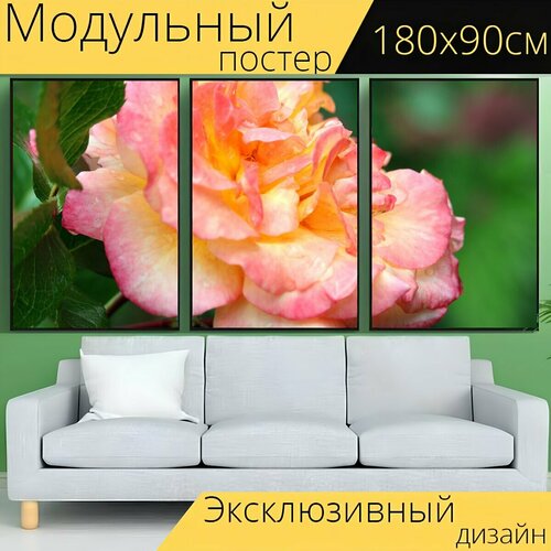 Модульный постер "Роза, цвести, романтичный" 180 x 90 см. для интерьера