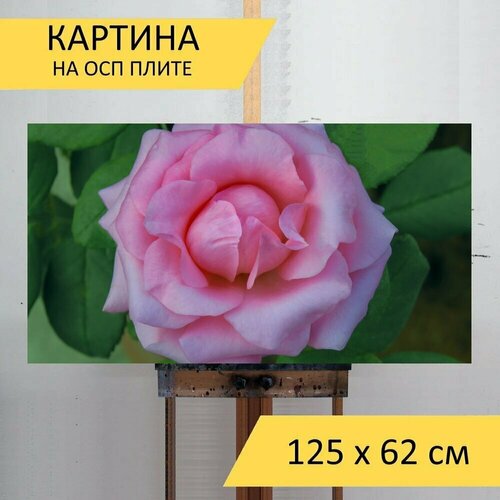 Картина на ОСП 125х62 см. "Отлично, приятный розовый, розовая роза" горизонтальная, для интерьера, с креплениями