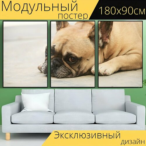 Модульный постер "Милый, собака, животное" 180 x 90 см. для интерьера