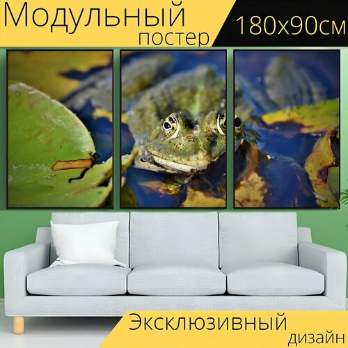 Модульный постер "Лягушка, жаба, амфибии" 180 x 90 см. для интерьера