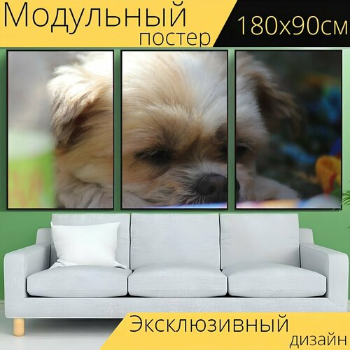 Модульный постер "Собака, щенок, парк" 180 x 90 см. для интерьера