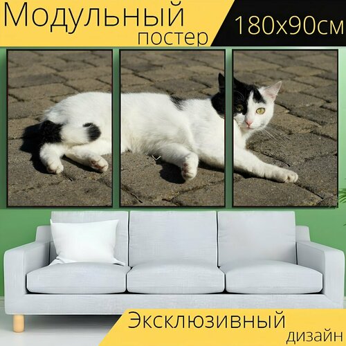 Модульный постер "Кот, домашняя кошка, женский" 180 x 90 см. для интерьера