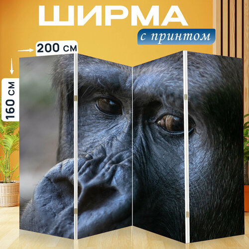 Ширма перегородка с принтом "Обезьяна, горилла, зоопарк" на холсте - 200x160 см. для зонирования, раскладная