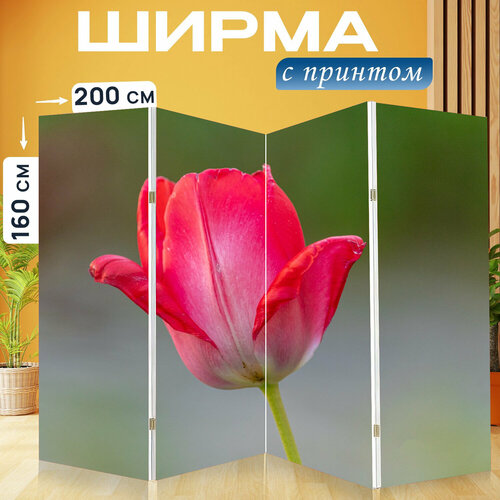 Ширма перегородка с принтом "Тюльпан, цветок, макрос" на холсте - 200x160 см. для зонирования, раскладная