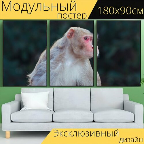 Модульный постер "Обезьяна, примат, дикая природа" 180 x 90 см. для интерьера
