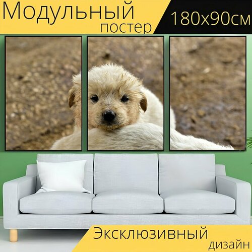 Модульный постер "Собака, небольшой, молодой" 180 x 90 см. для интерьера