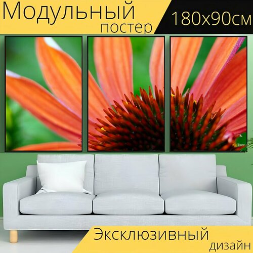 Модульный постер "Эхинацея, цветок, эхинацеи" 180 x 90 см. для интерьера