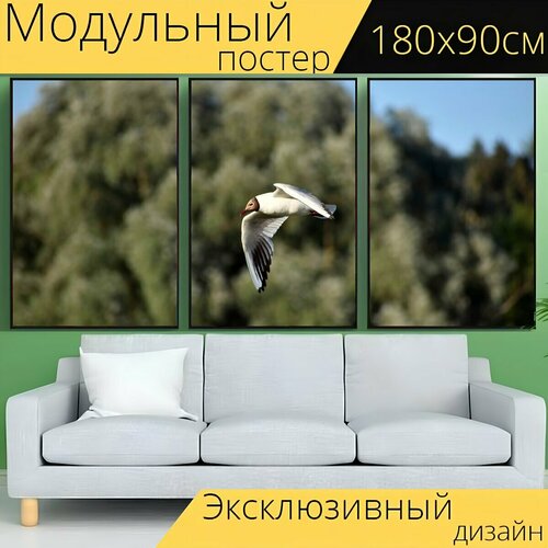 Модульный постер "Чайка, коричневый головка чайка, летающий" 180 x 90 см. для интерьера