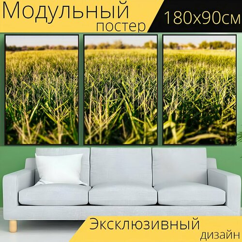 Модульный постер "Кукуруза, поле, природа" 180 x 90 см. для интерьера