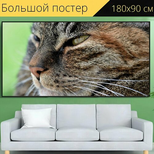 Большой постер "Кот, животное, млекопитающее" 180 x 90 см. для интерьера