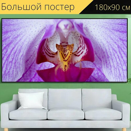 Большой постер "Орхидея, цветок, розовый" 180 x 90 см. для интерьера