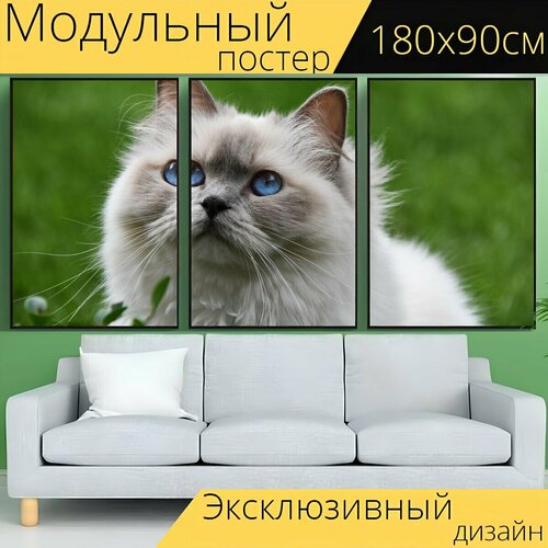 Модульный постер "Кошка, домашний питомец, голубые глаза" 180 x 90 см. для интерьера