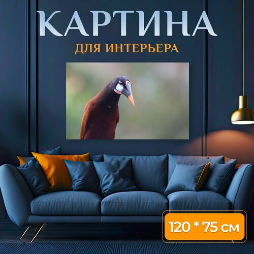 Картина на холсте "Оропендола, птица, коста рика" на подрамнике 120х75 см. для интерьера